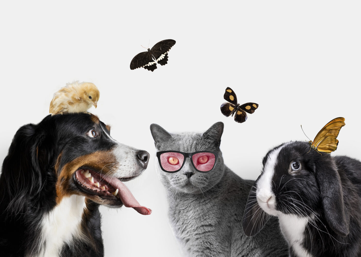 Protección animal, en el foco de la Cámara - poderlegislativo